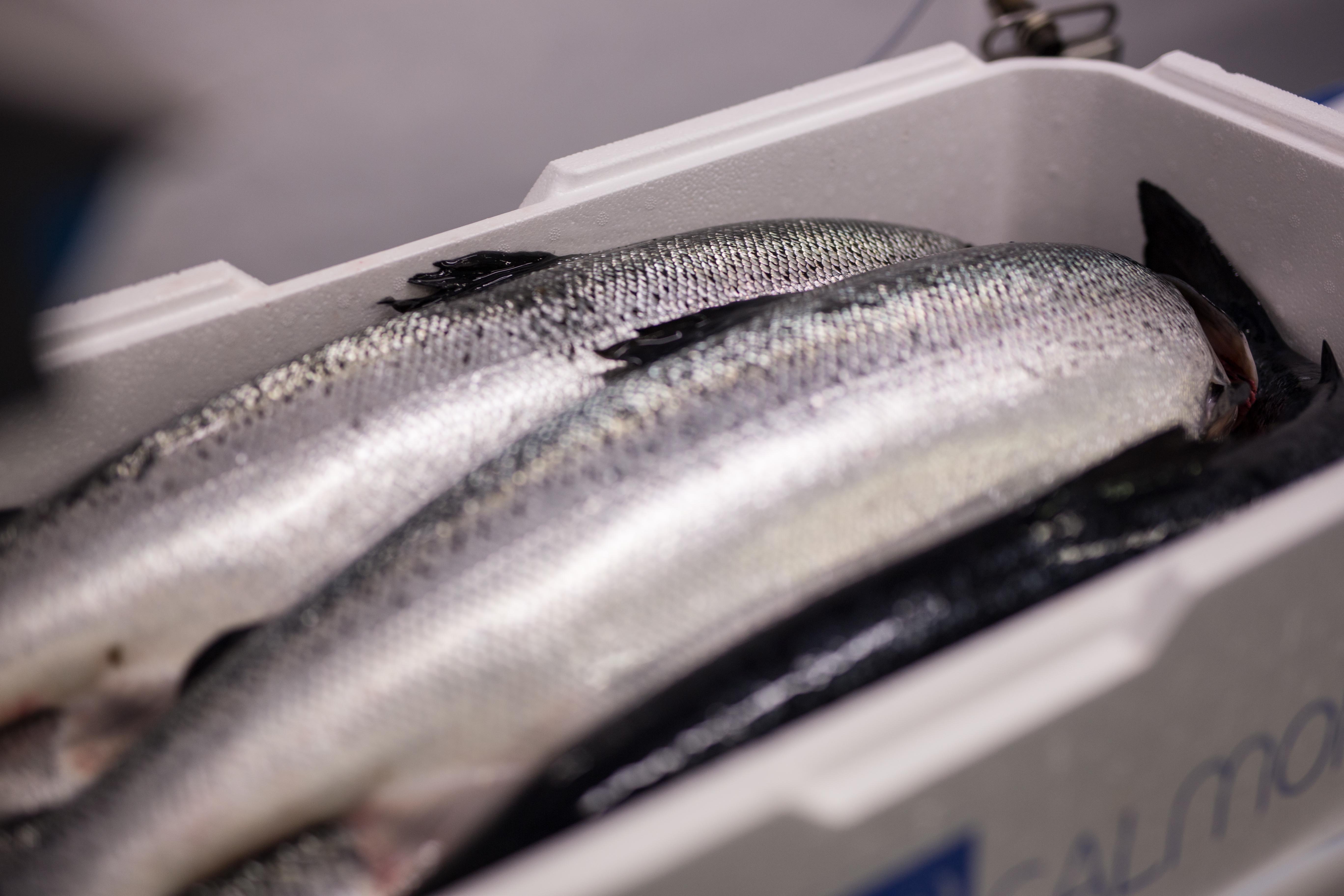 Hvorfor er fisk så bra for oss?